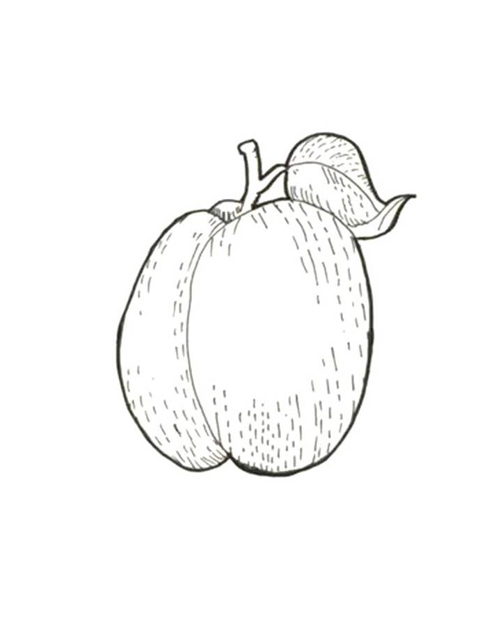 Apricot Coloring Pages (Free Printable PDF)