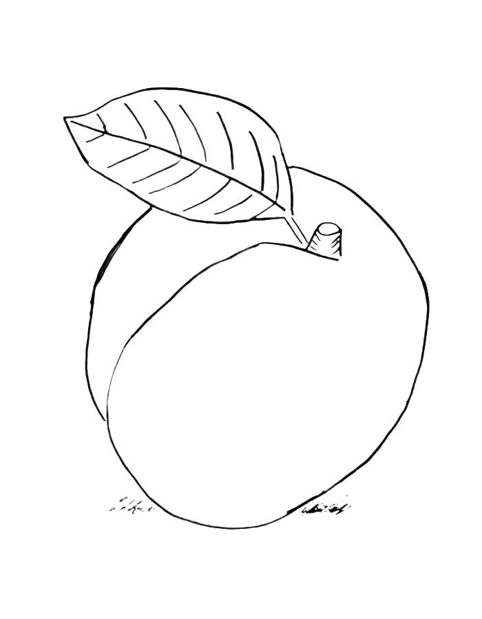 Apricot Coloring Pages (Free Printable PDF)