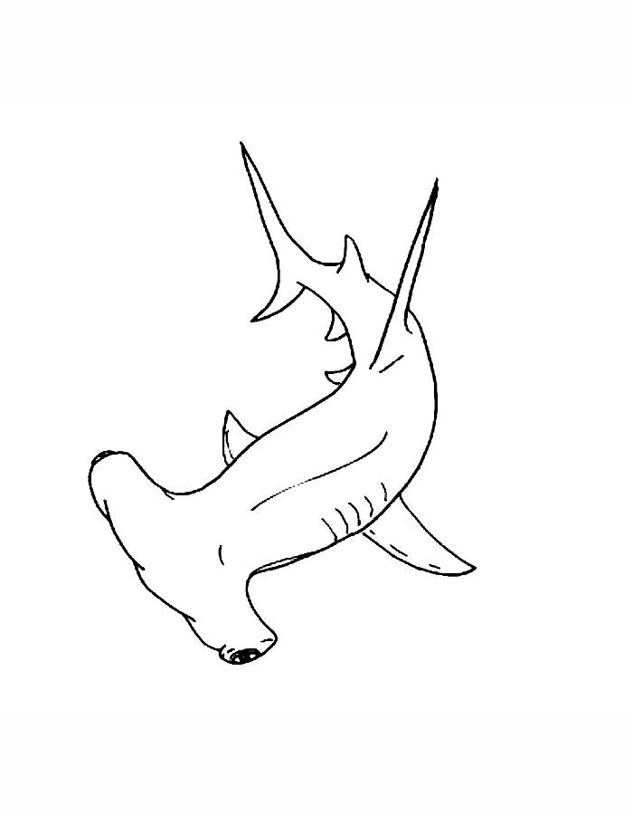 Hammerhead Shark Drawing Easy Coloring Page