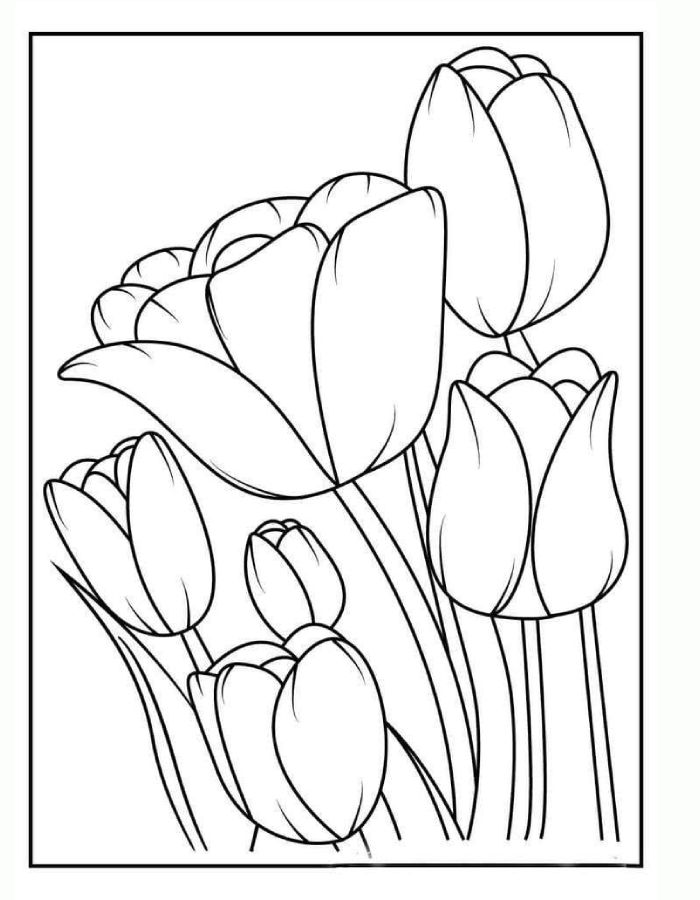 Tulip Coloring Pages (Free Printable PDF)