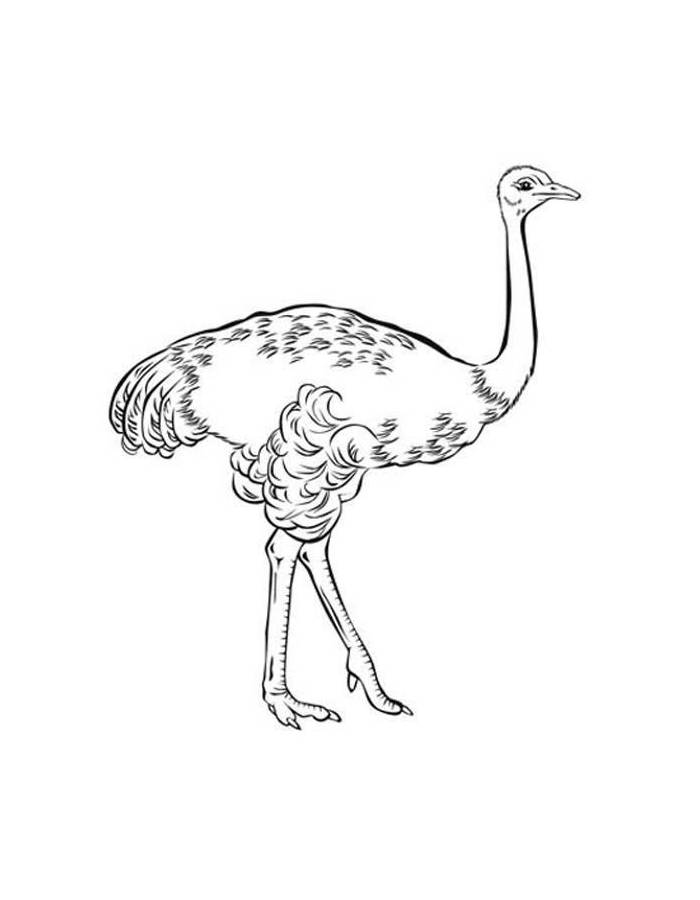Ostrich Coloring Pages (Free Printable PDF)